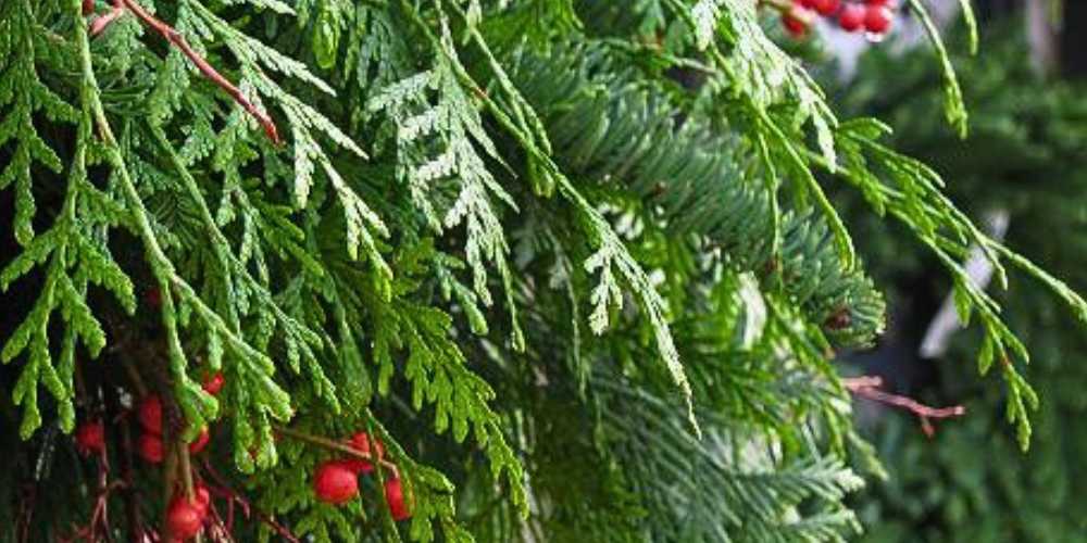 Christmas Greens | Minter Country Garden