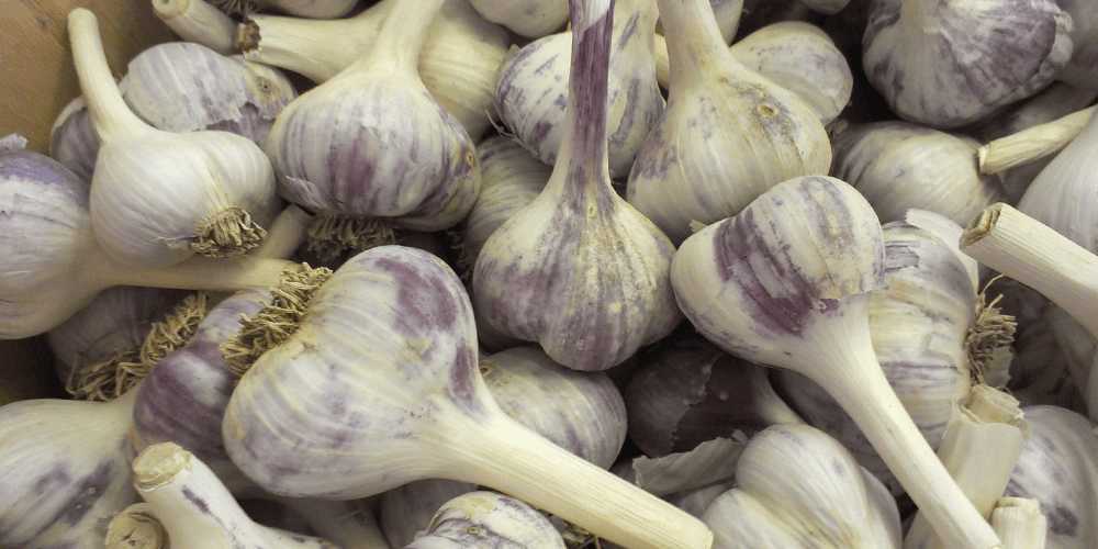 Fall and Winter Vegetable Gardening | Minter Country Garden