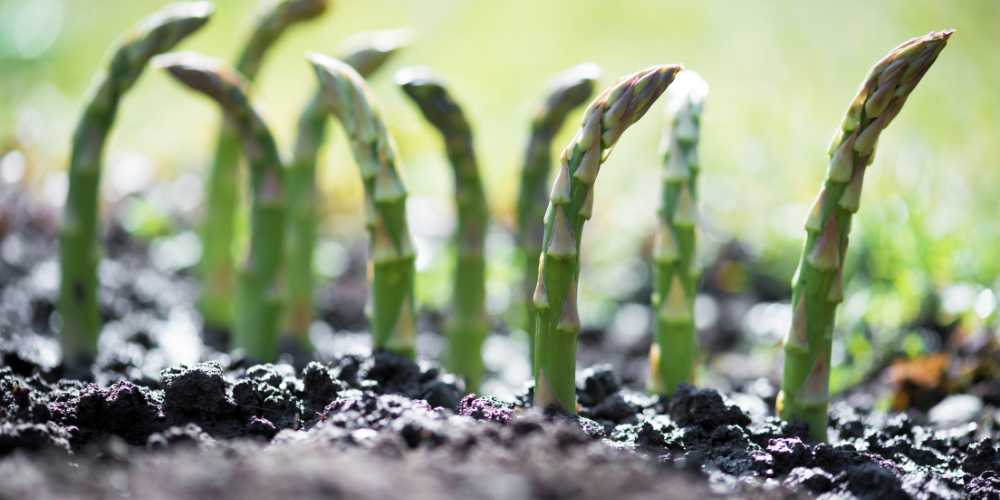 Asparagus! | Minter Country Garden