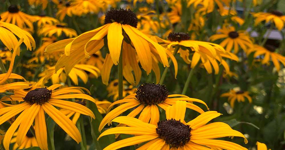 Late Summer Garden To Do List | Minter Country Garden