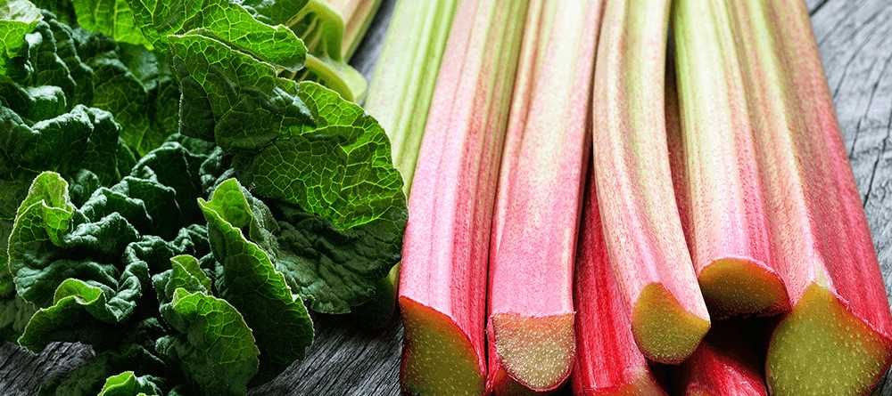 Rhubarb Growing Guide | Minter Country Garden